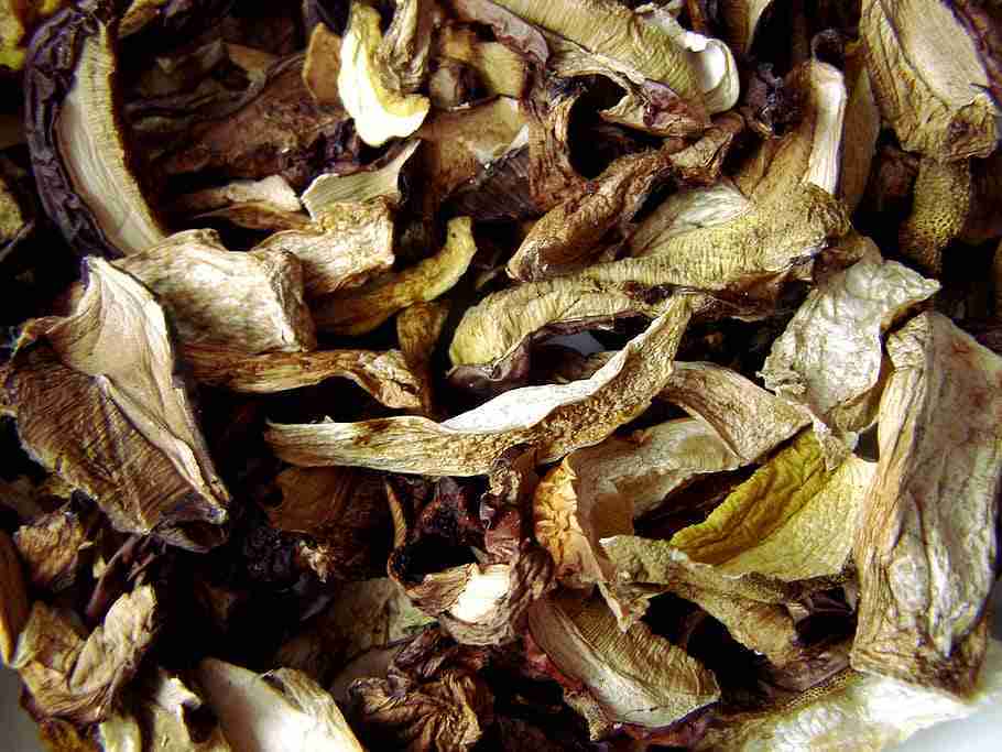 The Shelf Life of Dried Magic Mushrooms: Storing Shrooms for Potency ...